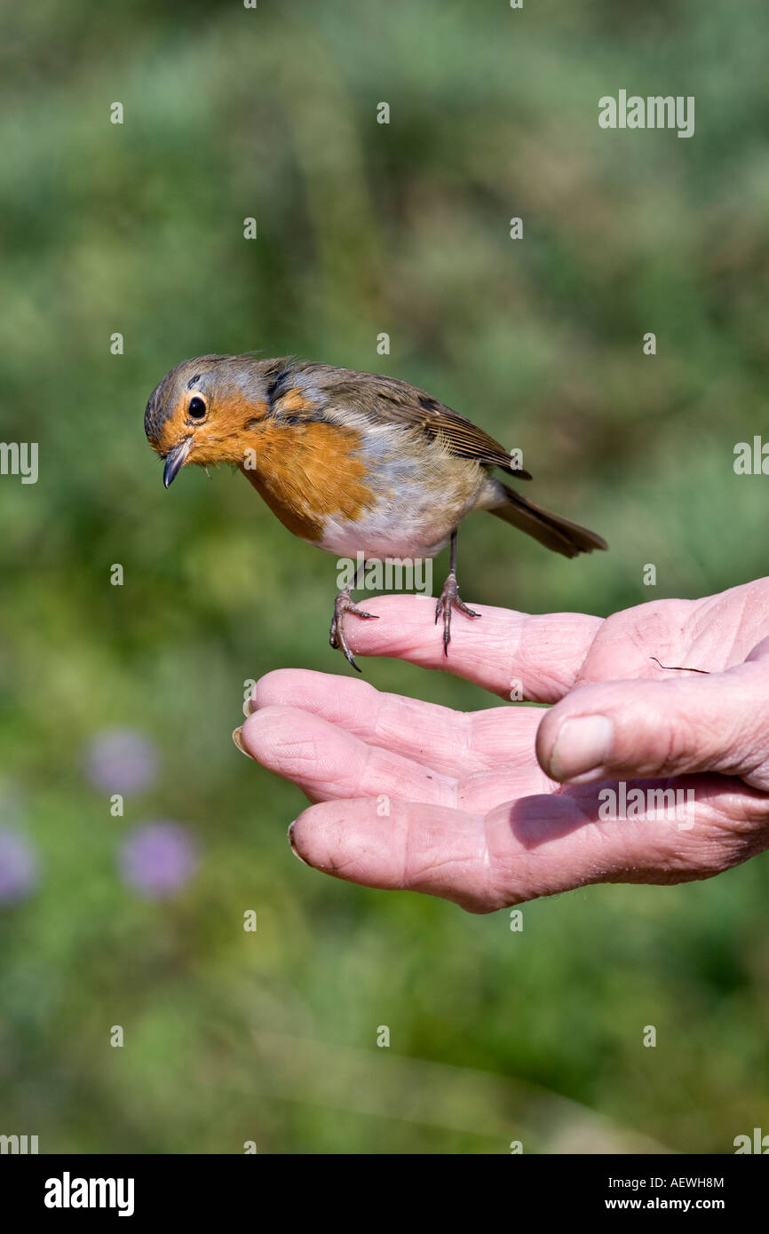 Robin hand feeding hi-res stock photography and images - Alamy