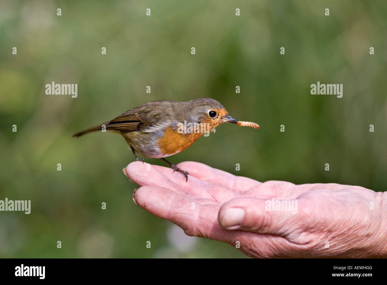 Robin Hand Feeding High Resolution Stock Photography and Images - Alamy