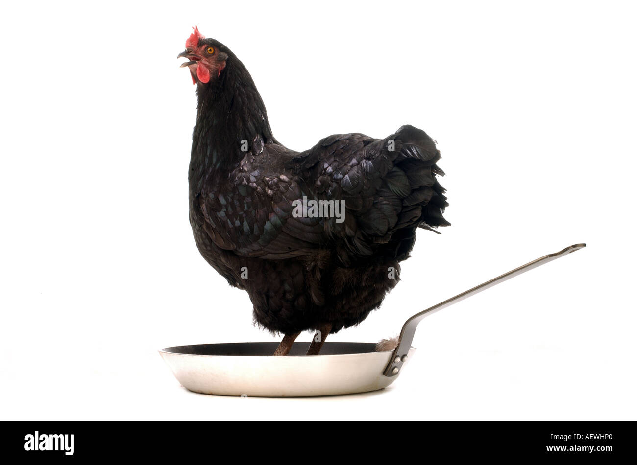 black chicken in frying pan cutout Stock Photo - Alamy