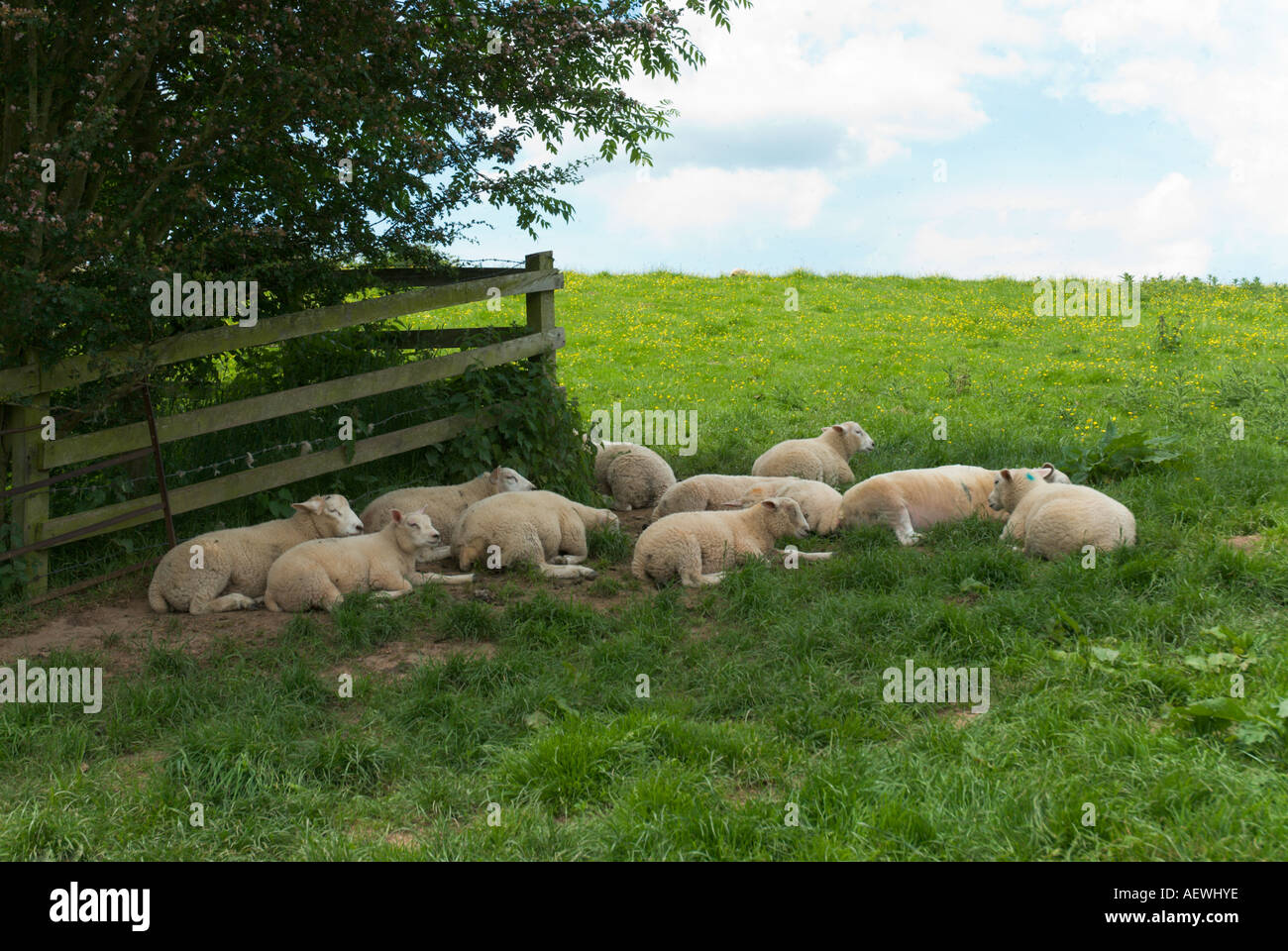 Sheep resting in shade near Hay-on-Wye Stock Photo - Alamy