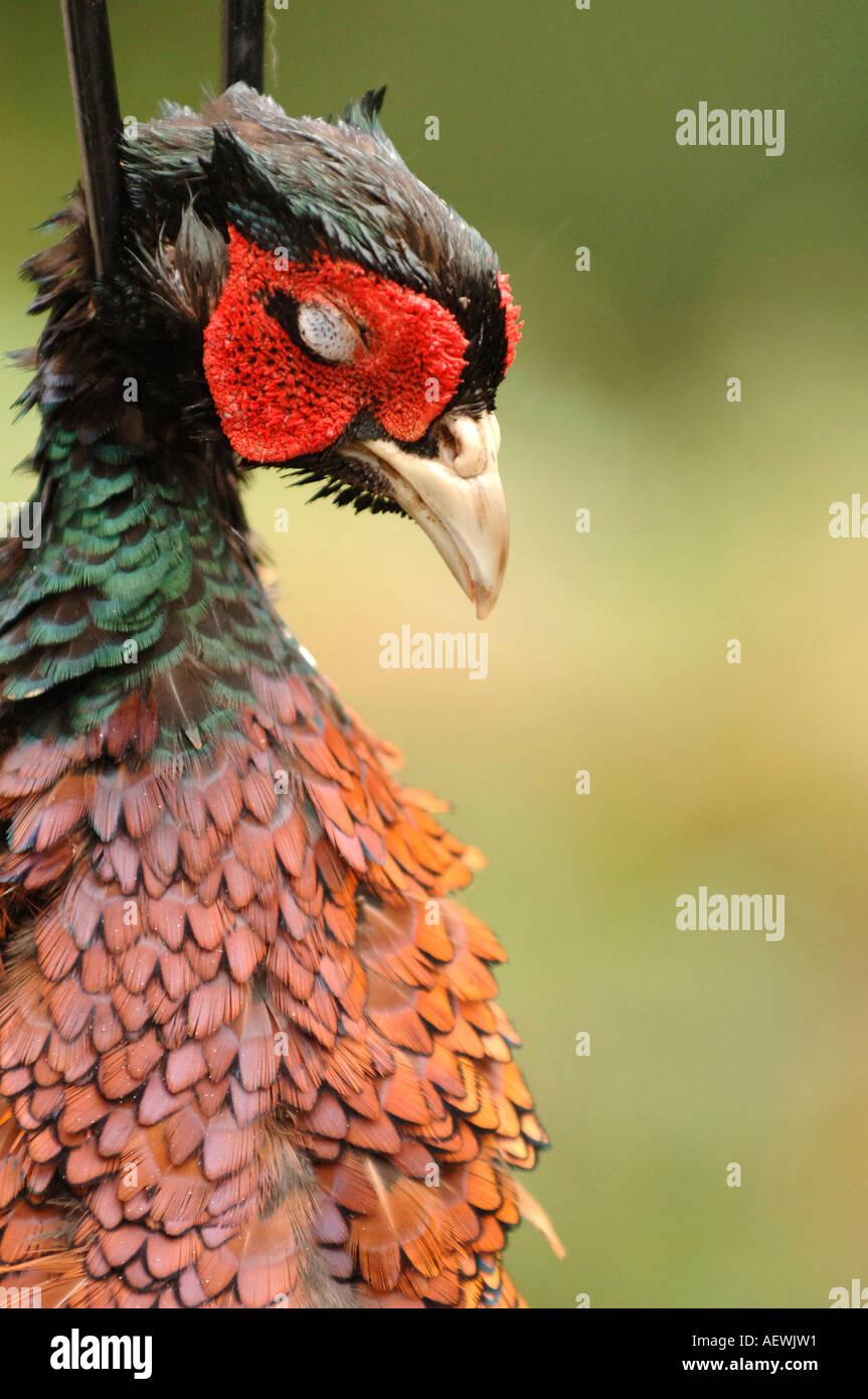 Hung pheasant hi-res stock photography and images - Alamy
