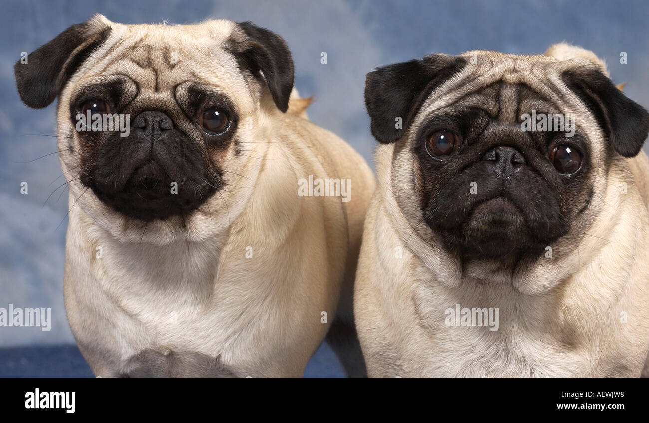 Squashed face hi-res stock photography and images - Alamy