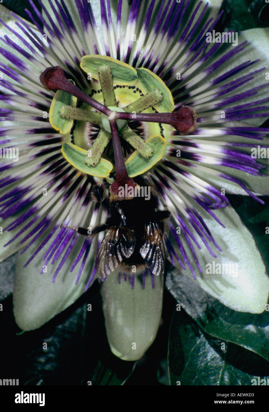 Passiflora caerulea bee passion flower hi-res stock photography and ...