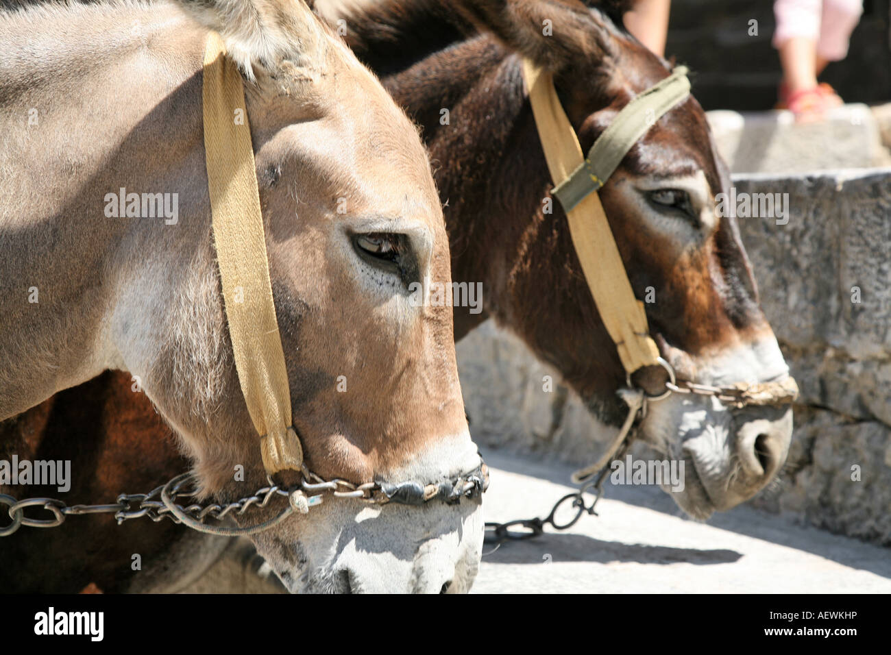 Donkeys Outside The Acropolis Lindos Rhodes Greek Islands Greece Hellas ...