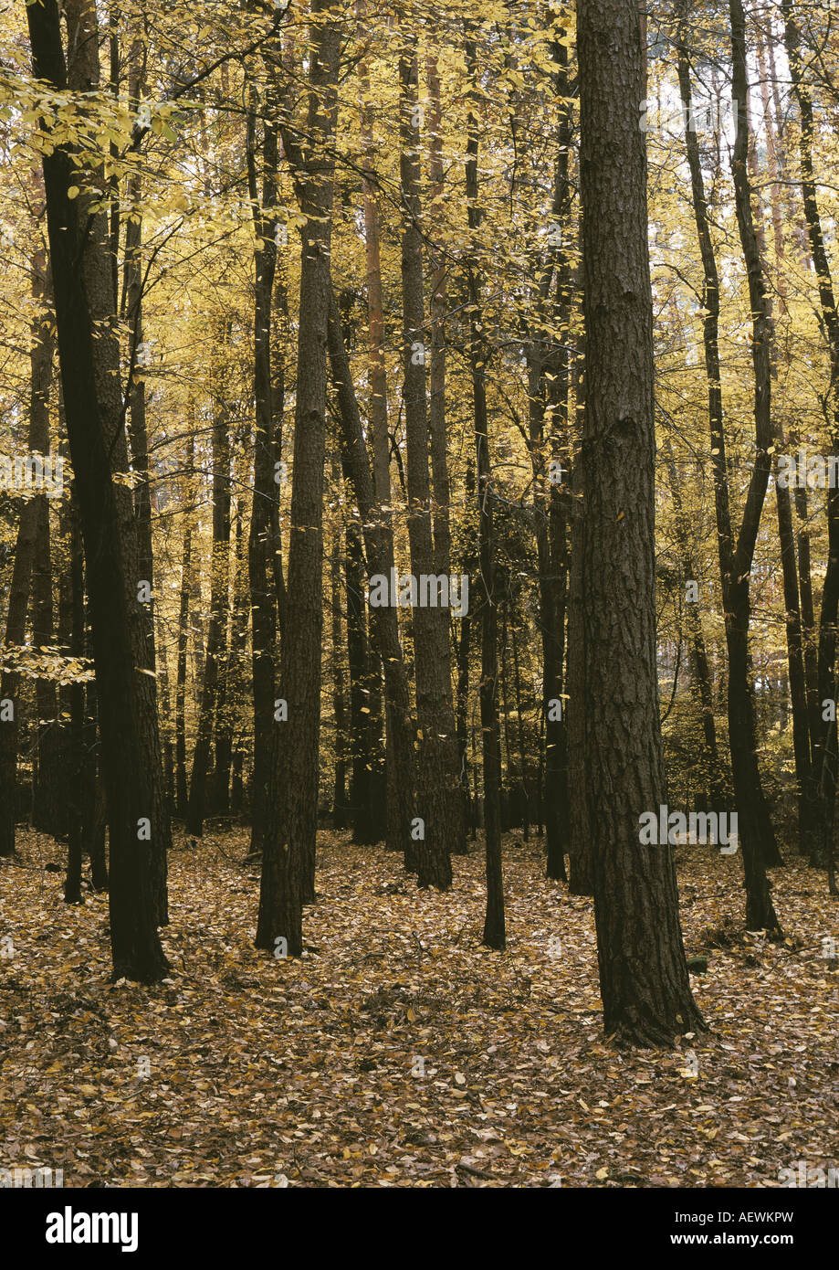 Secret forest life hi-res stock photography and images - Alamy
