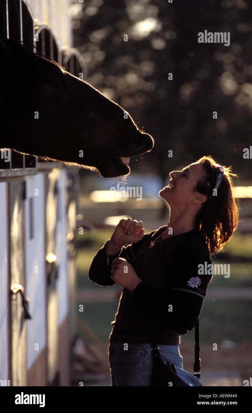 Purebred spanish horse hi-res stock photography and images - Alamy