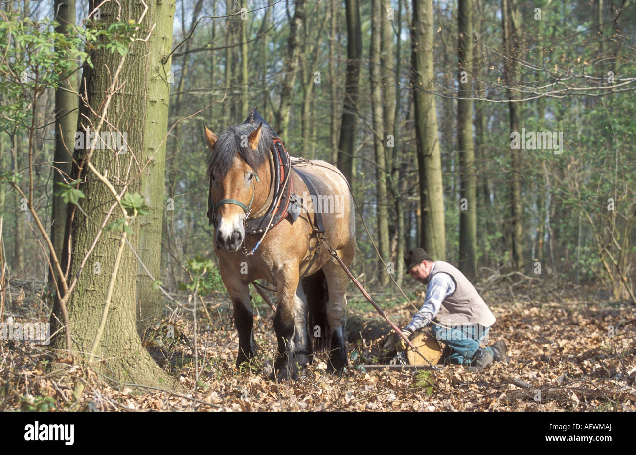 Horse logger hi-res stock photography and images - Alamy