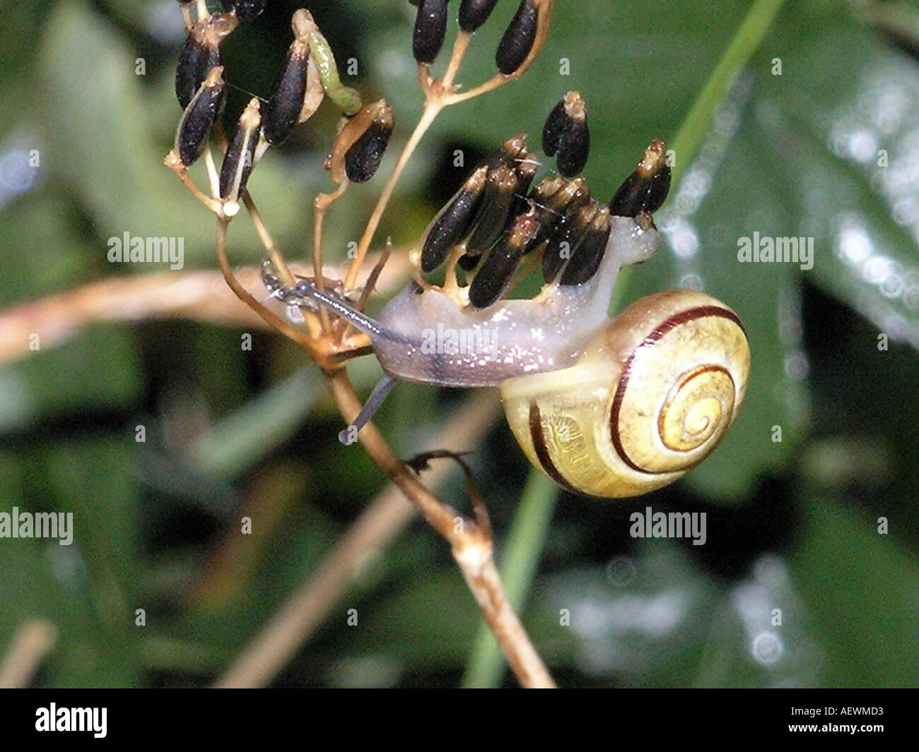 "White lipped Hedge snail" Cepaea hortensis Stock Photo - Alamy
