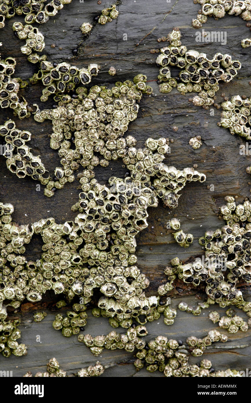 Barnacles Chthalamus stellatus covering rock England UK Stock Photo - Alamy