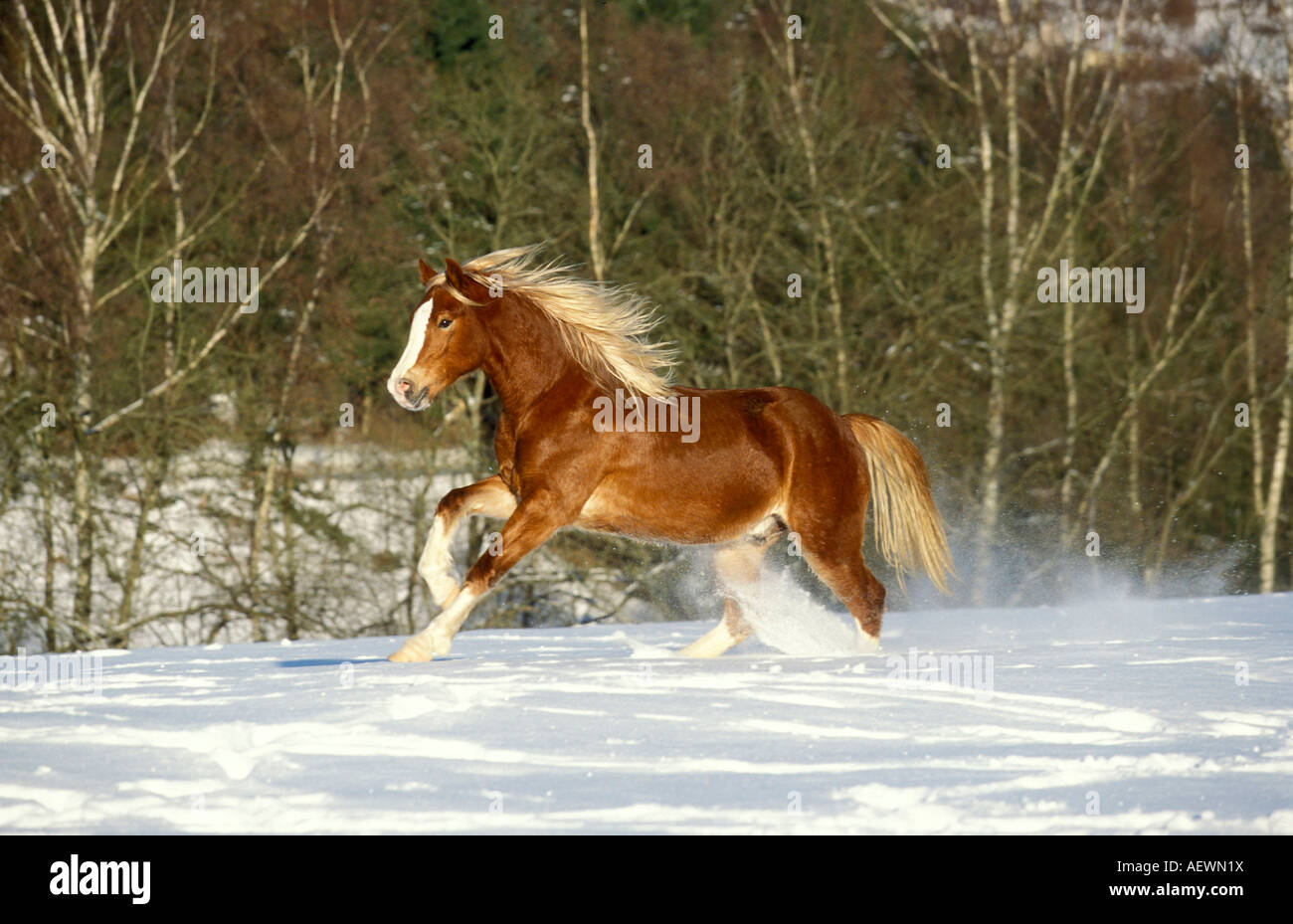 galloping Welsh Cob stallion on a winterly snowy grassland Stock Photo ...