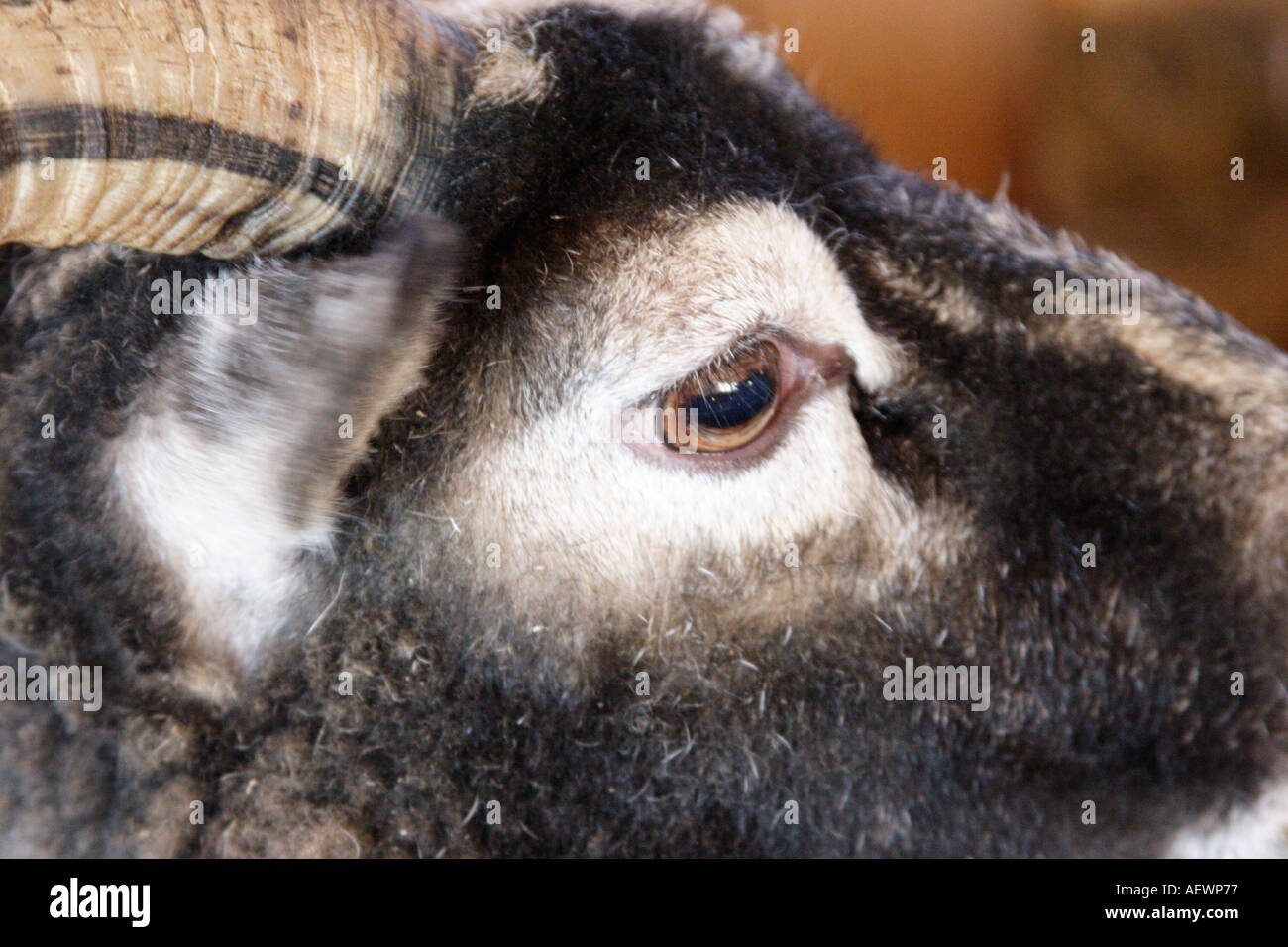 Rams eye hi-res stock photography and images - Alamy