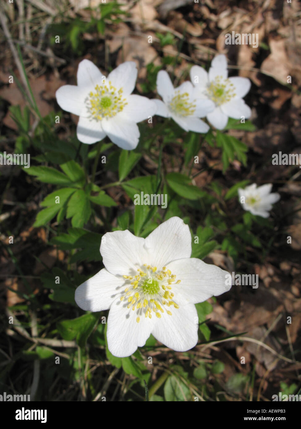 Wildwood windflower hi-res stock photography and images - Alamy