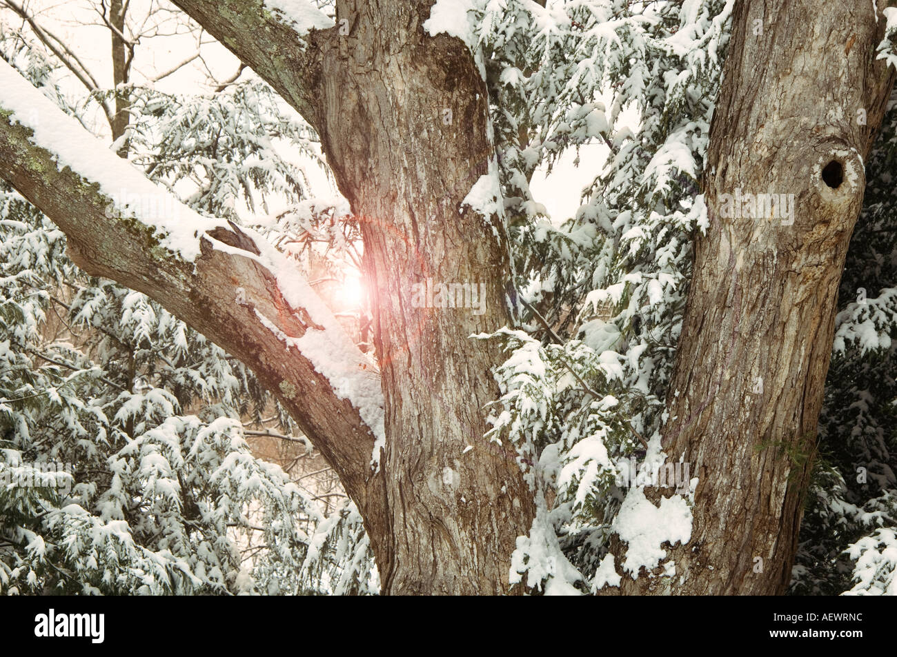Sun through winter trees Stock Photo - Alamy