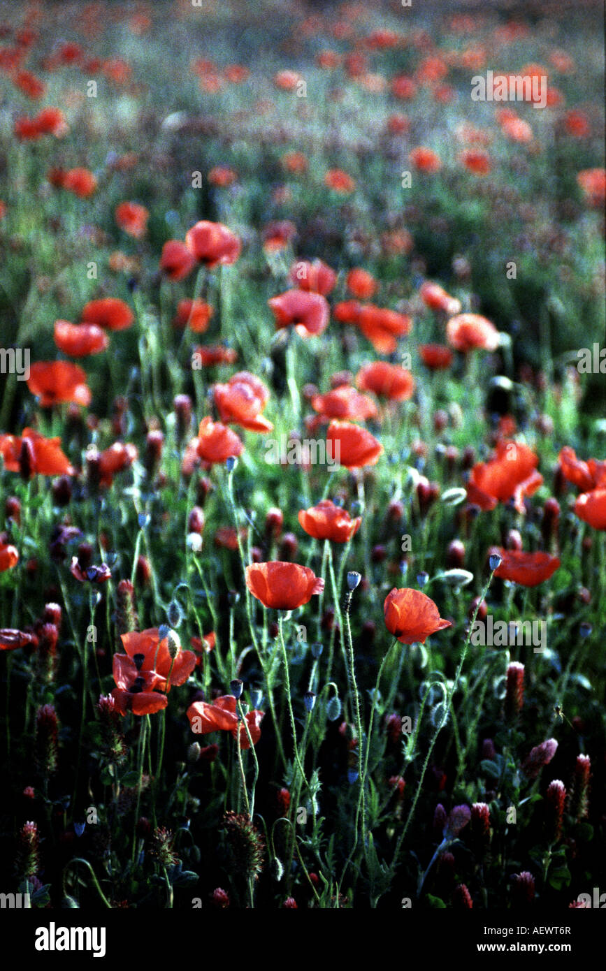 Field of Red Poppies in Tuscany,Italy Stock Photo - Alamy