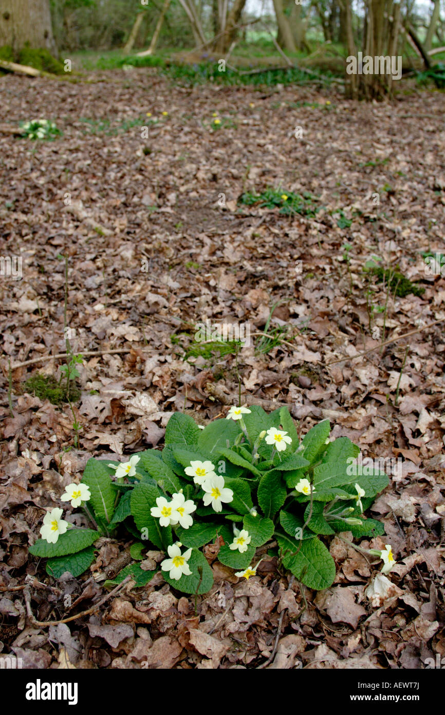 Spring in salcey forest hi-res stock photography and images - Alamy