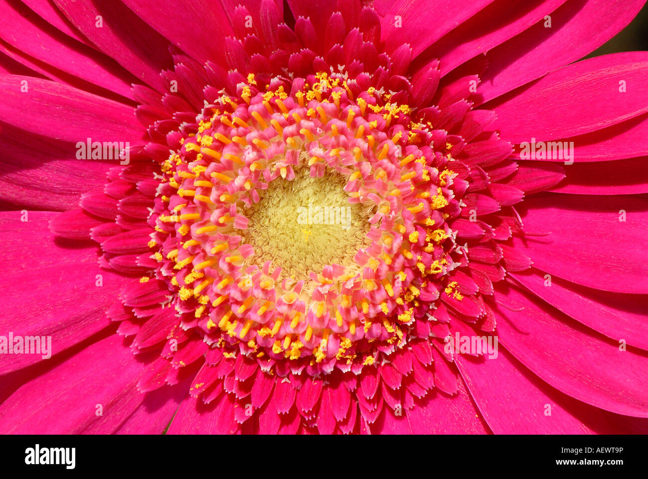 Colorful gerbera daisy family hi-res stock photography and images - Alamy