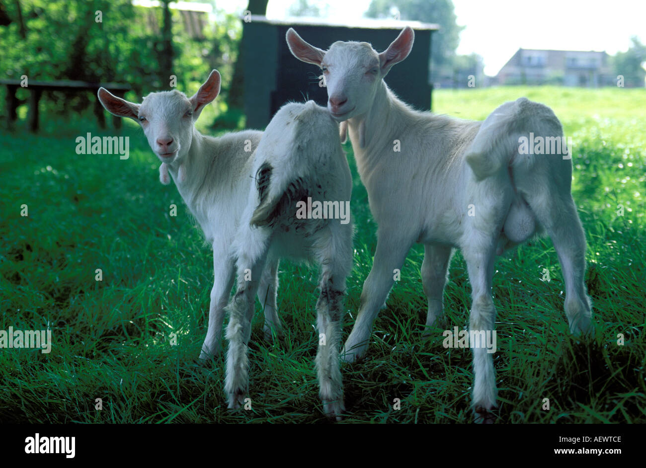 White goat with two goats hi-res stock photography and images - Alamy