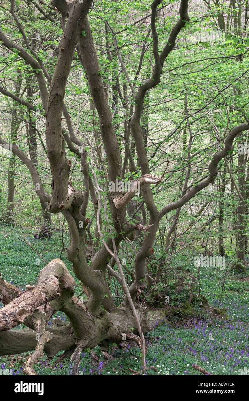 Fallen tree in coppice woodland showing spring flowers Kent England ...