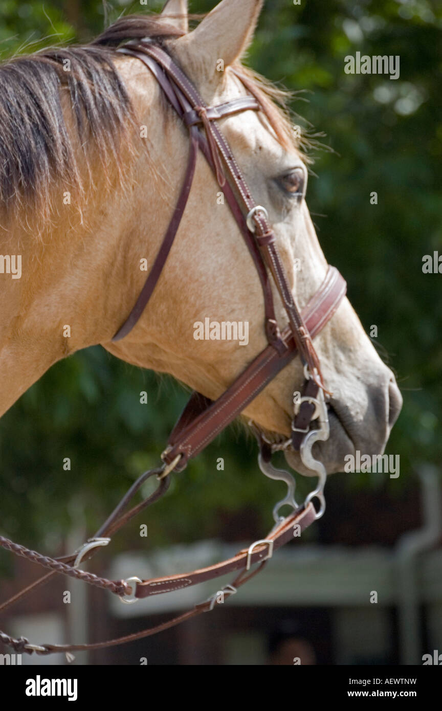 Horse head with bridle Stock Photo - Alamy