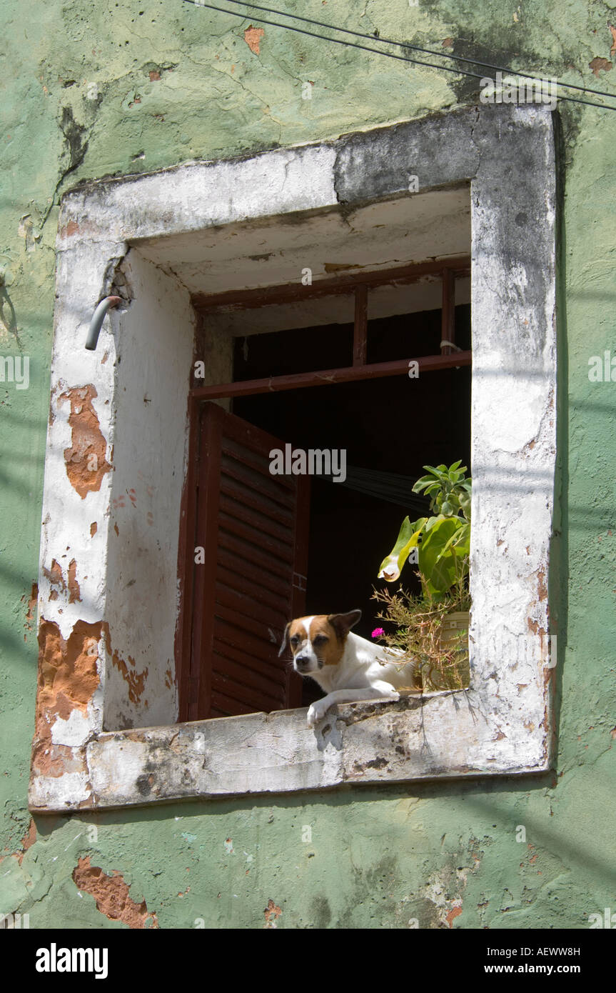 Decrepit dog hi-res stock photography and images - Alamy