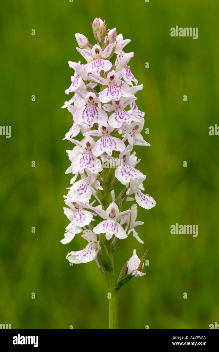 Common Spotted Orchid (Dactylorhiza fuchsii), England, UK Stock Photo ...