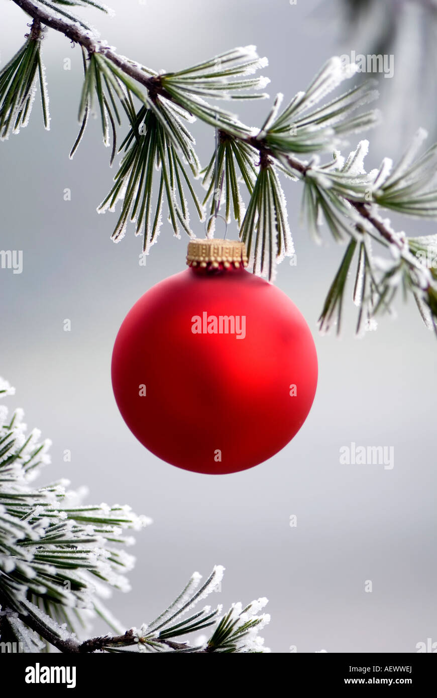 A single red bulb hangs from a frosted pine tree Stock Photo - Alamy