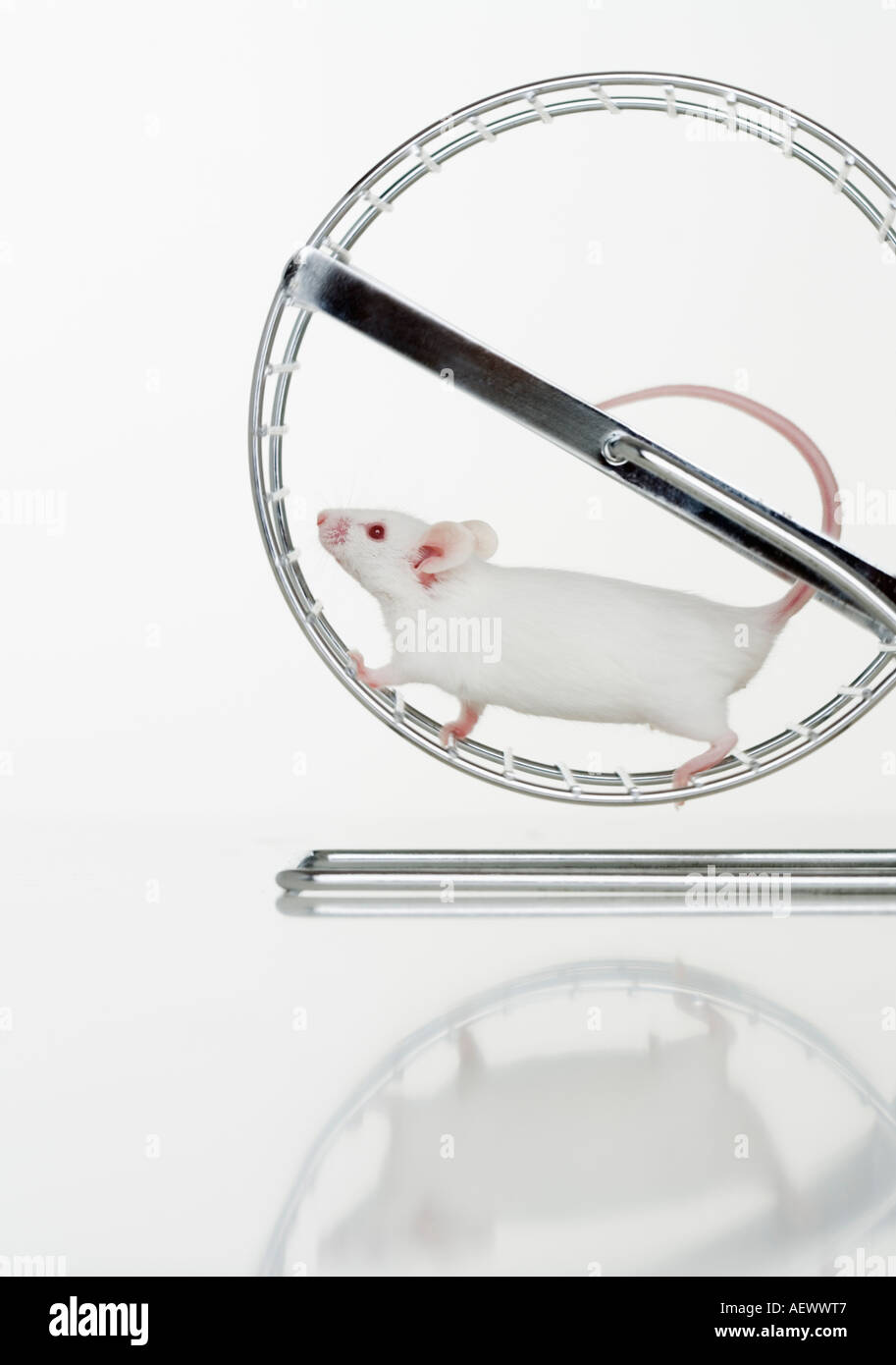 White mouse running on wheel Stock Photo - Alamy