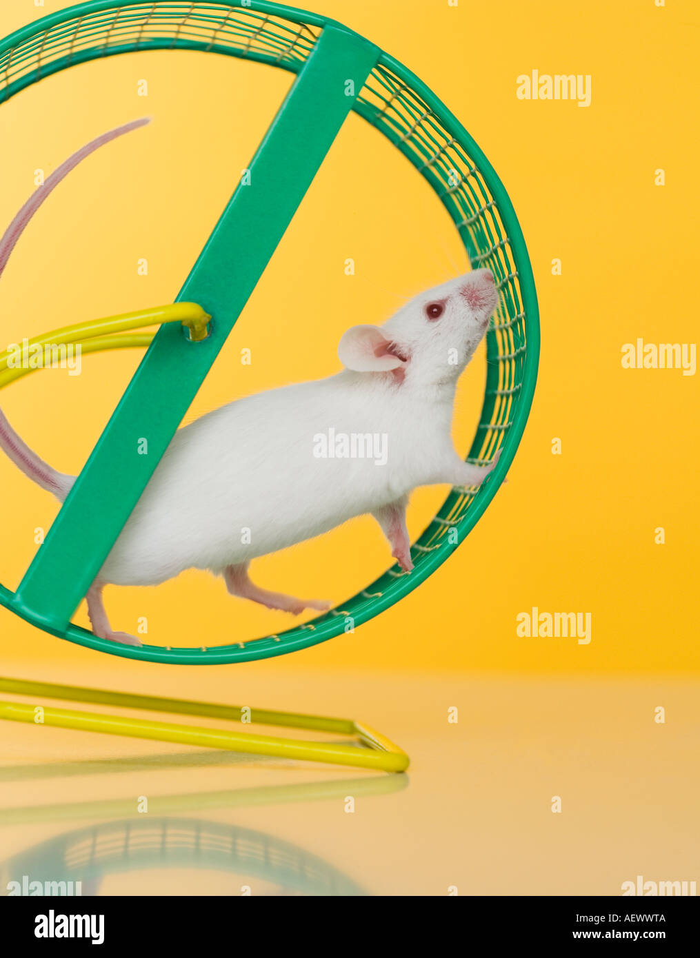 Ti0119595 hi-res stock photography and images - Alamy