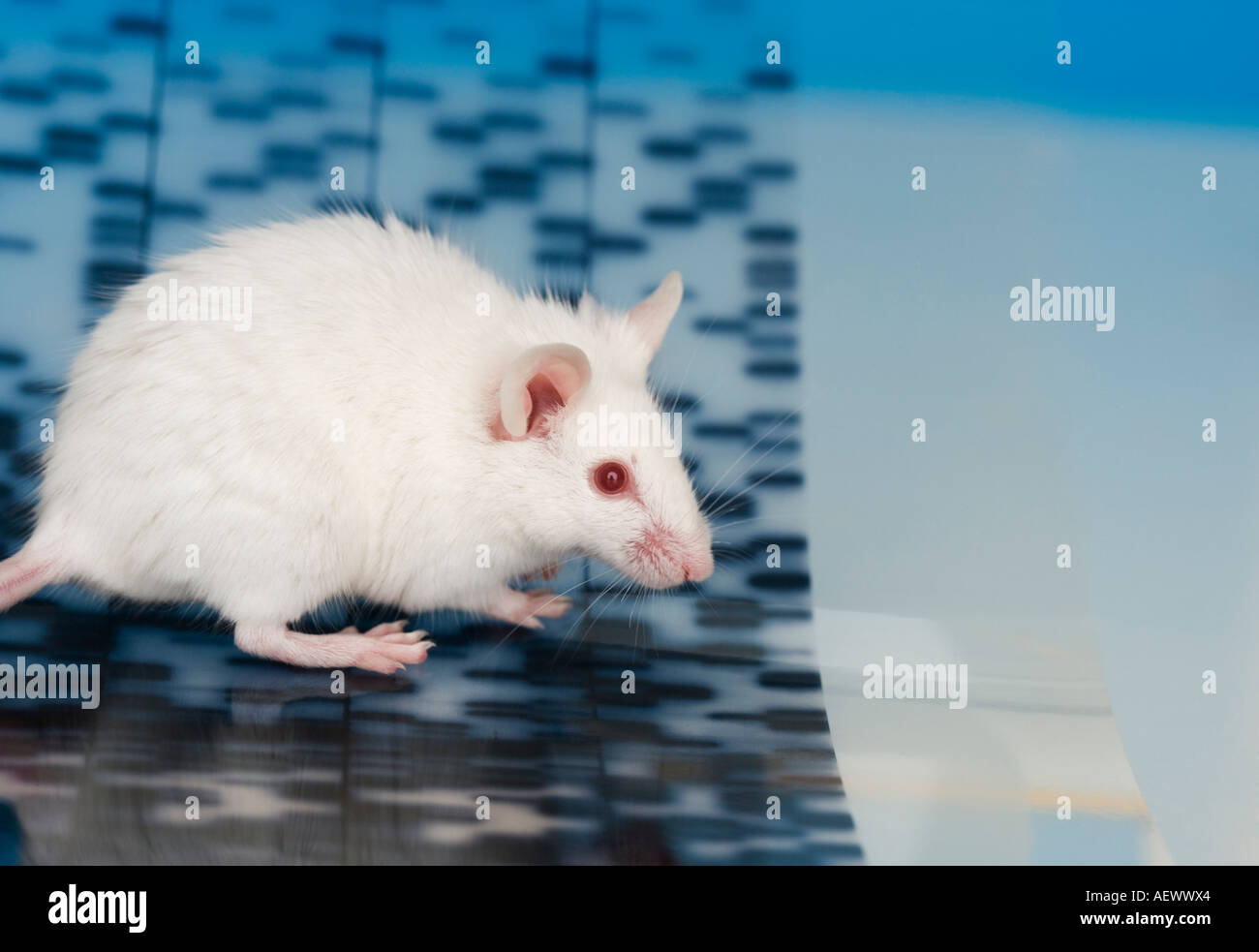 White mouse and DNA Stock Photo - Alamy