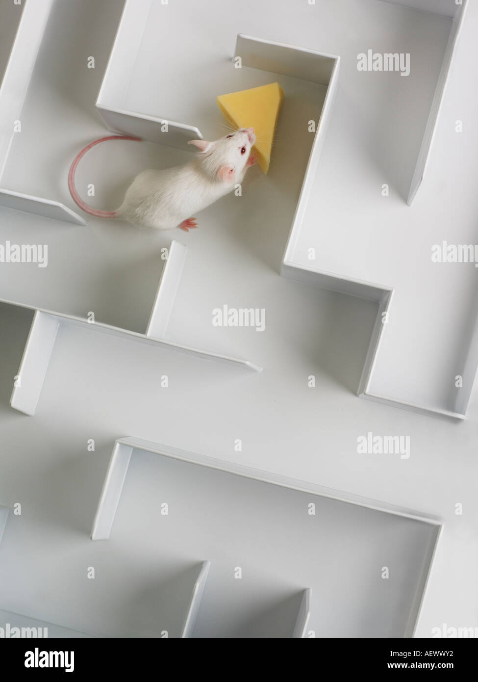 White mouse in maze hi-res stock photography and images - Alamy