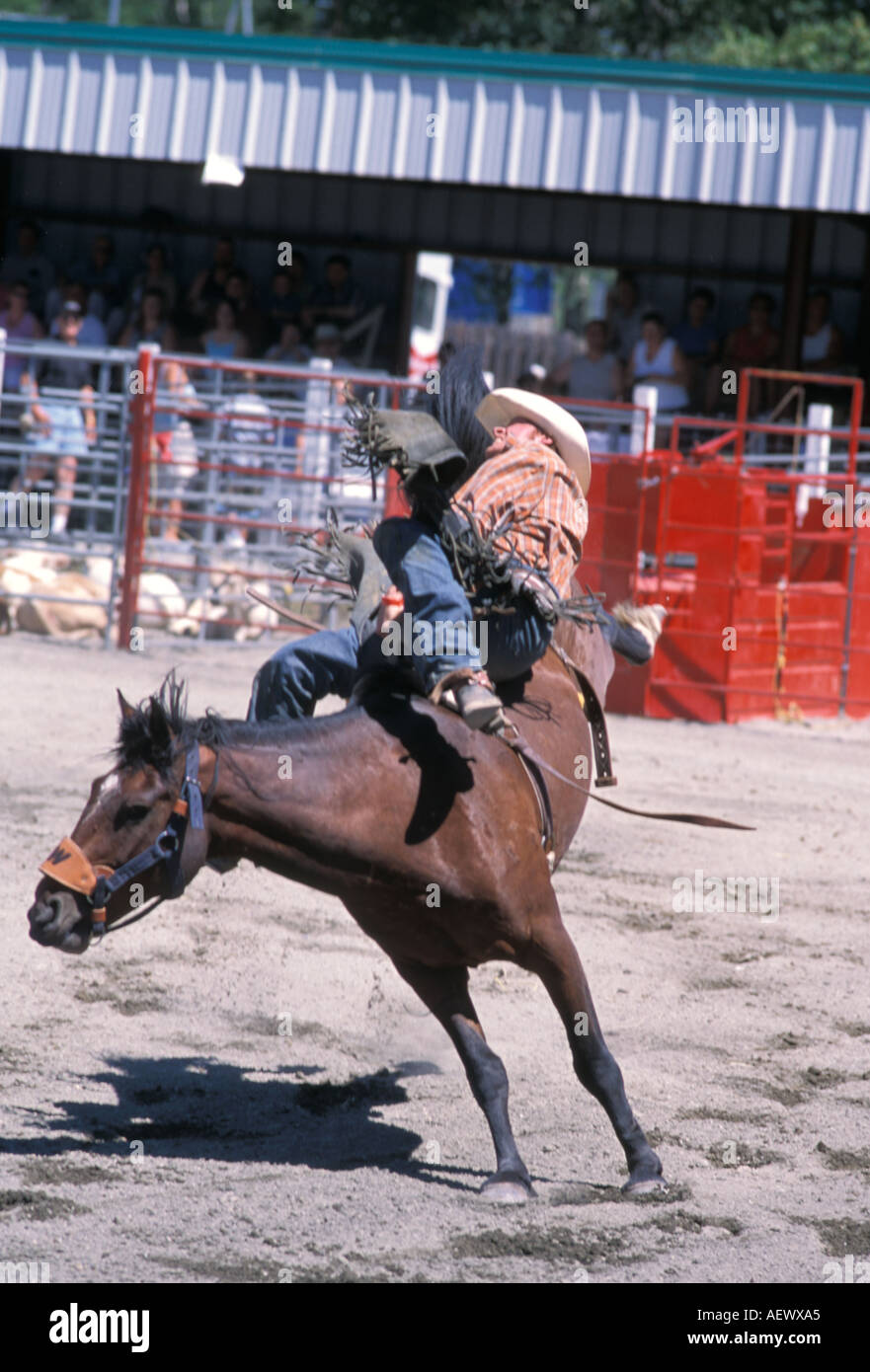 cowboy riding a bucking bronco in full stride as he barely hangs on and ...