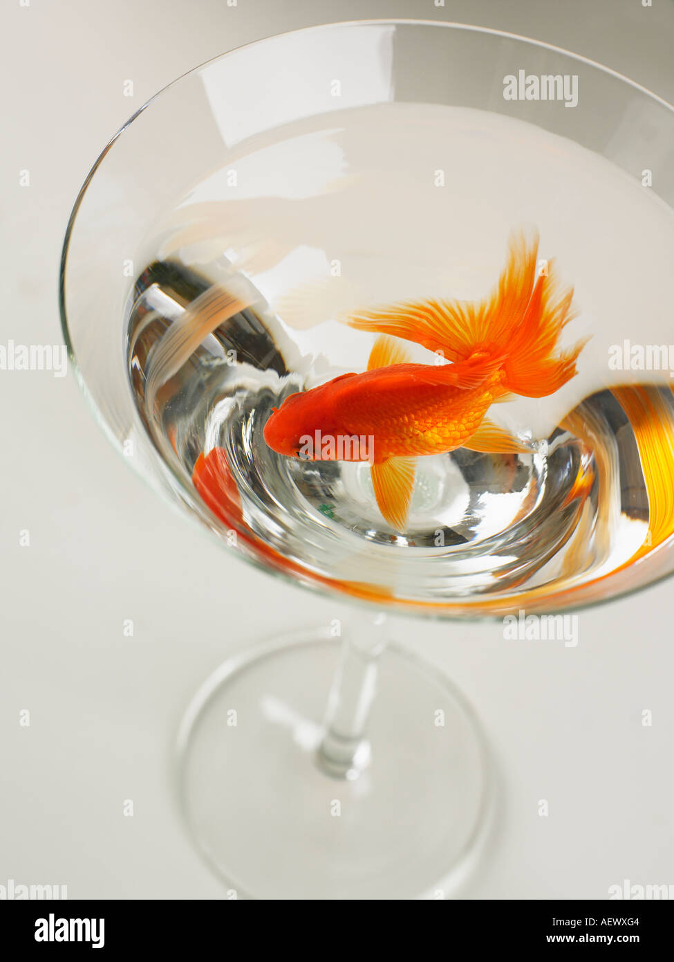 Drinking like a fish hi-res stock photography and images - Alamy