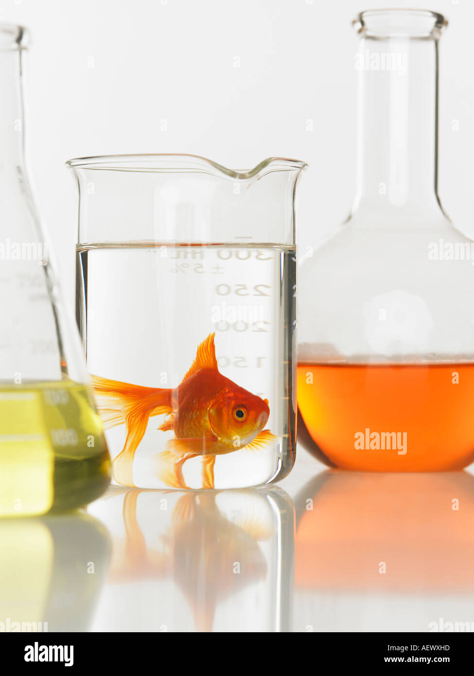 Goldfish swimming in lab beaker Stock Photo - Alamy