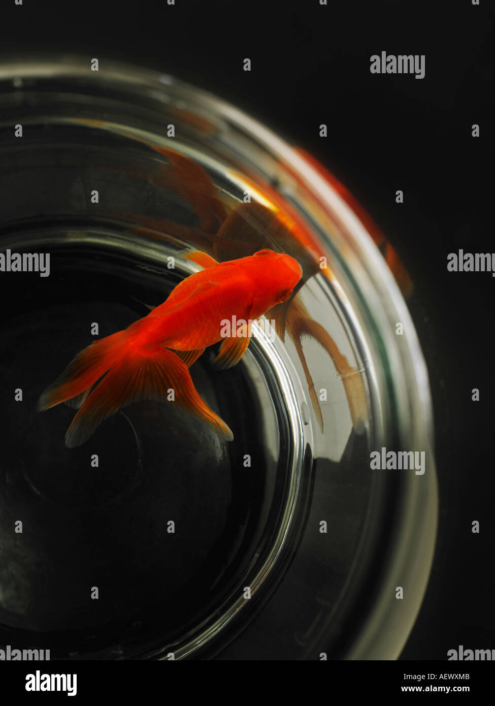 Goldfish in fishbowl Stock Photo - Alamy