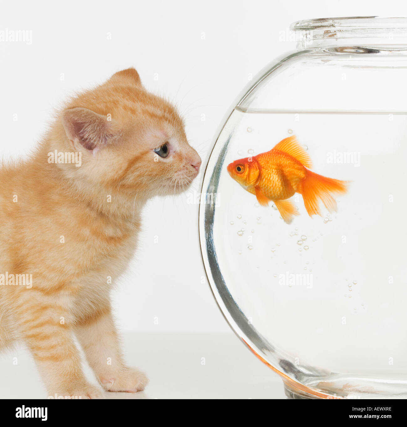 Goldfish cat face face hi-res stock photography and images - Alamy