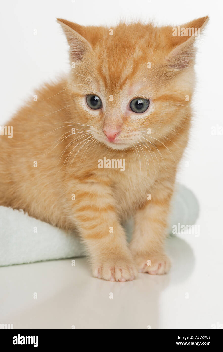 Portrait of a kitten Stock Photo - Alamy