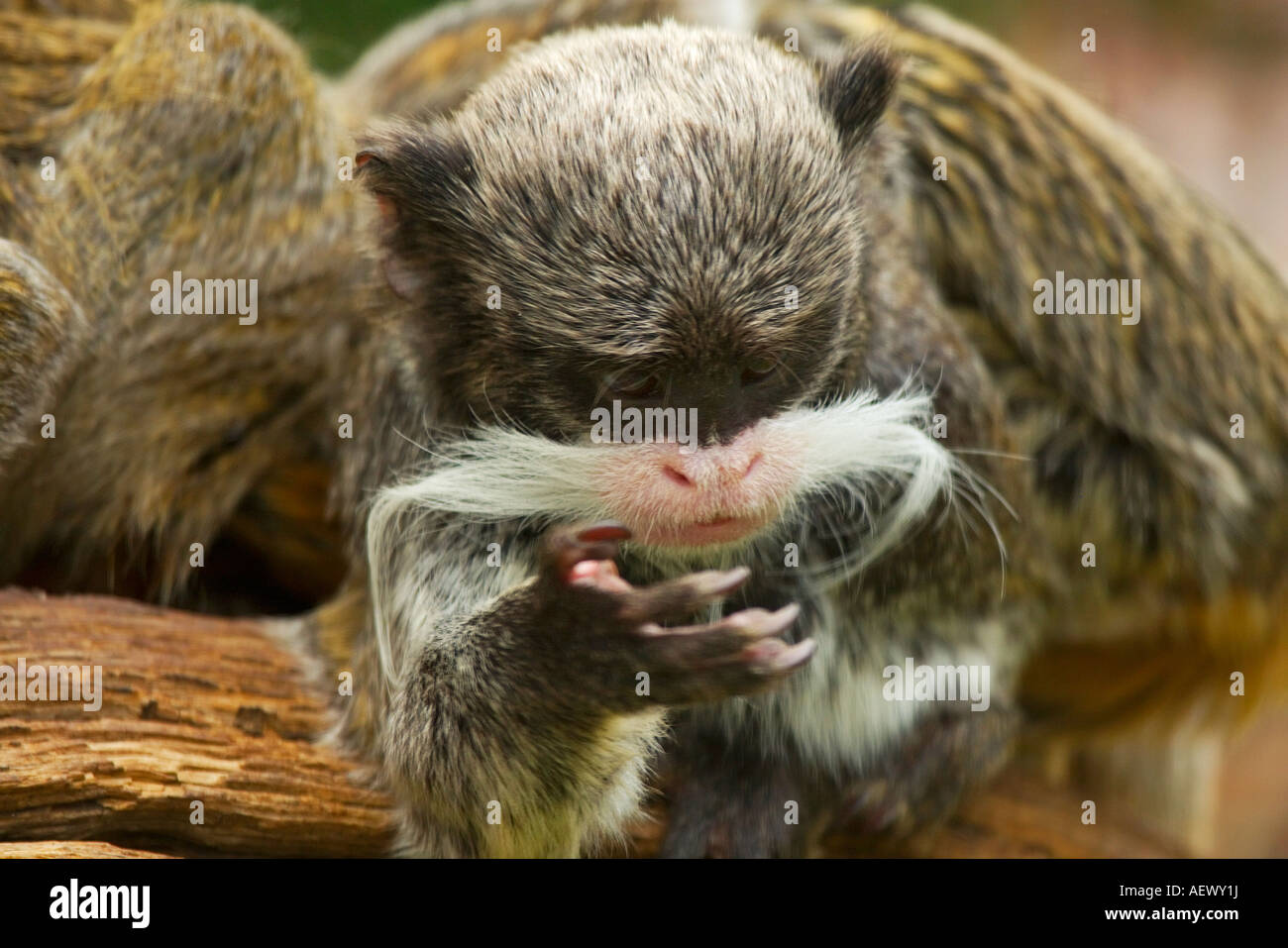 Saguinus Imperator Stock Photos & Saguinus Imperator Stock Images - Alamy