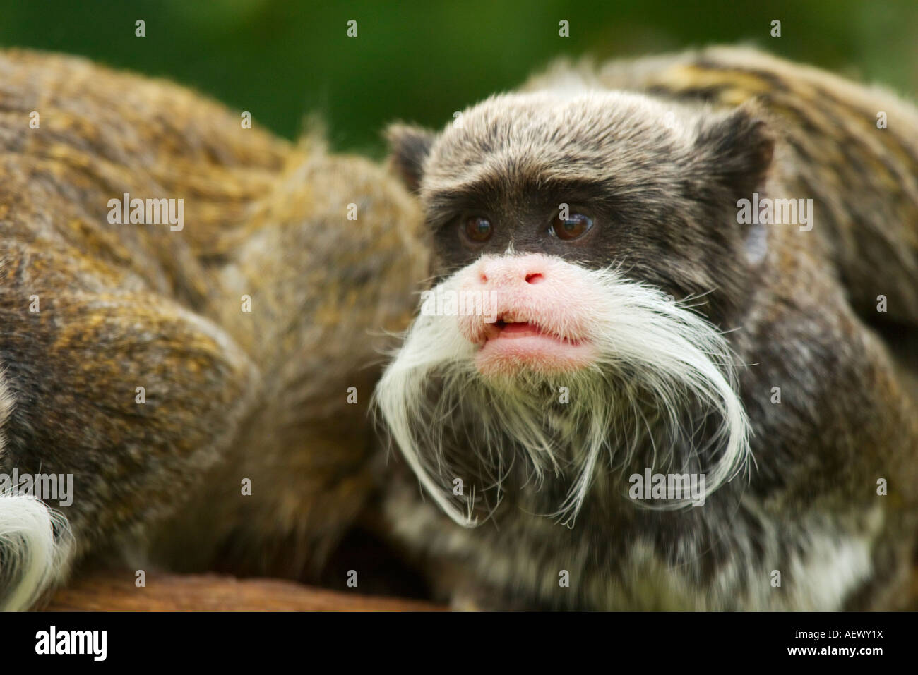 Emperor tamarin SAGUINUS IMPERATOR Stock Photo - Alamy