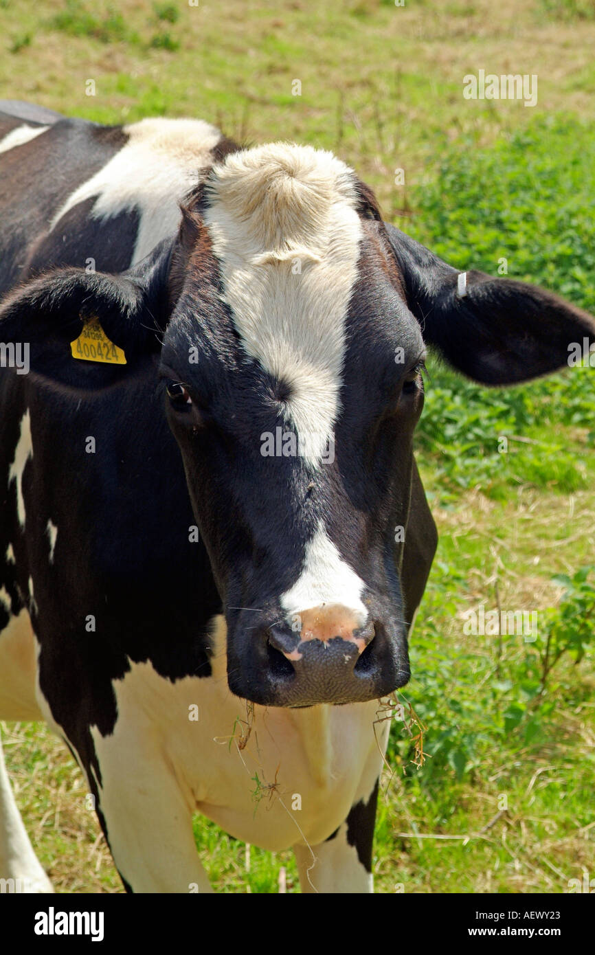 Freisian holstein hi-res stock photography and images - Alamy