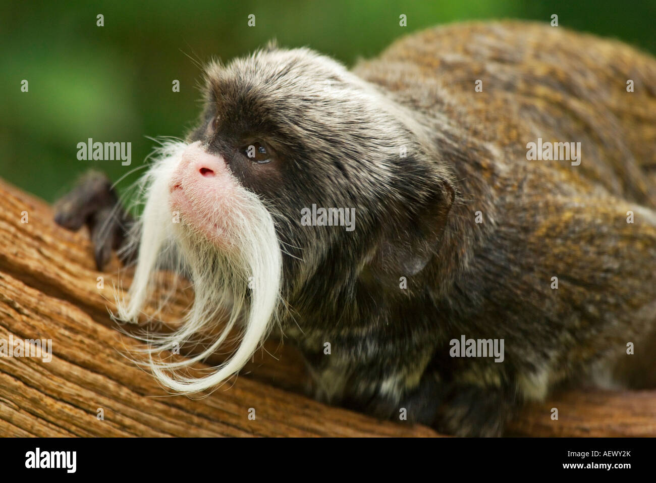 Emperor tamarin (saguinus imperator) hi-res stock photography and ...