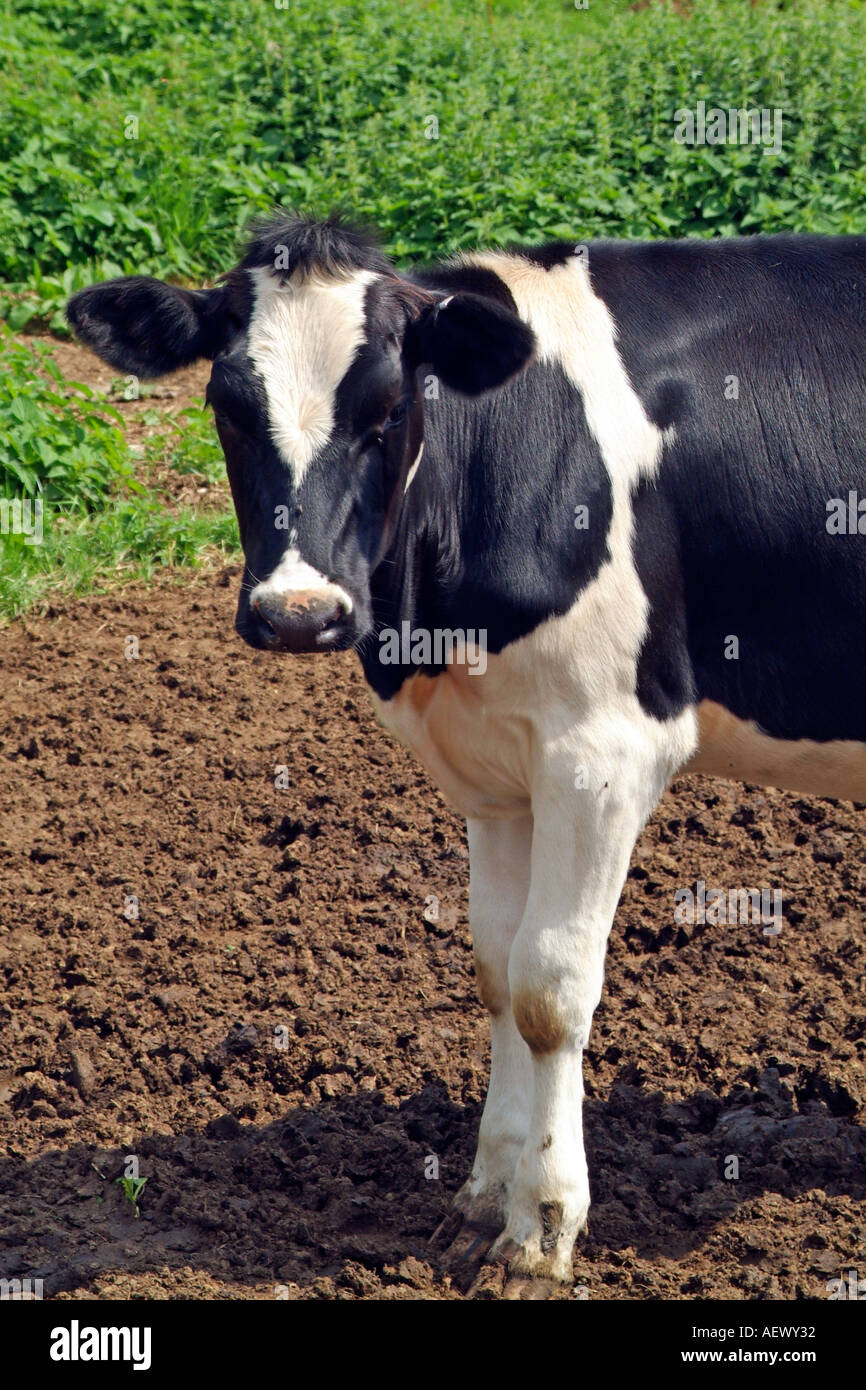 Freisian cow hi-res stock photography and images - Alamy