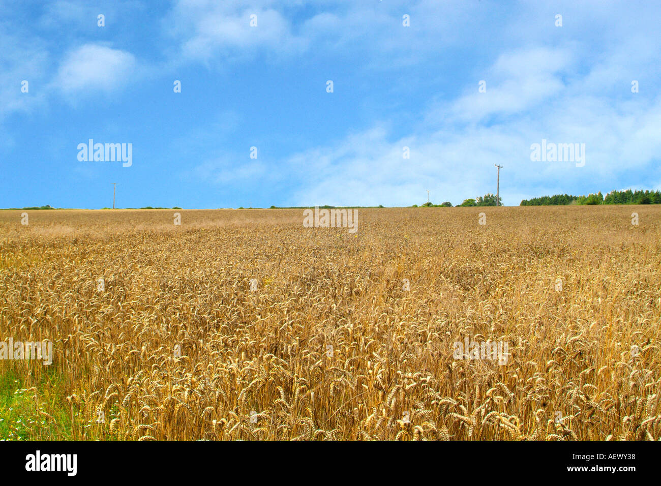 Golden Barley in a field ready for harvesting Stock Photo - Alamy