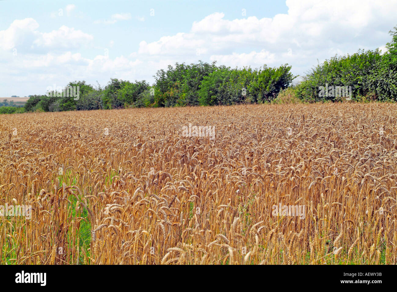 Golden Barley in a field ready for harvesting Stock Photo - Alamy