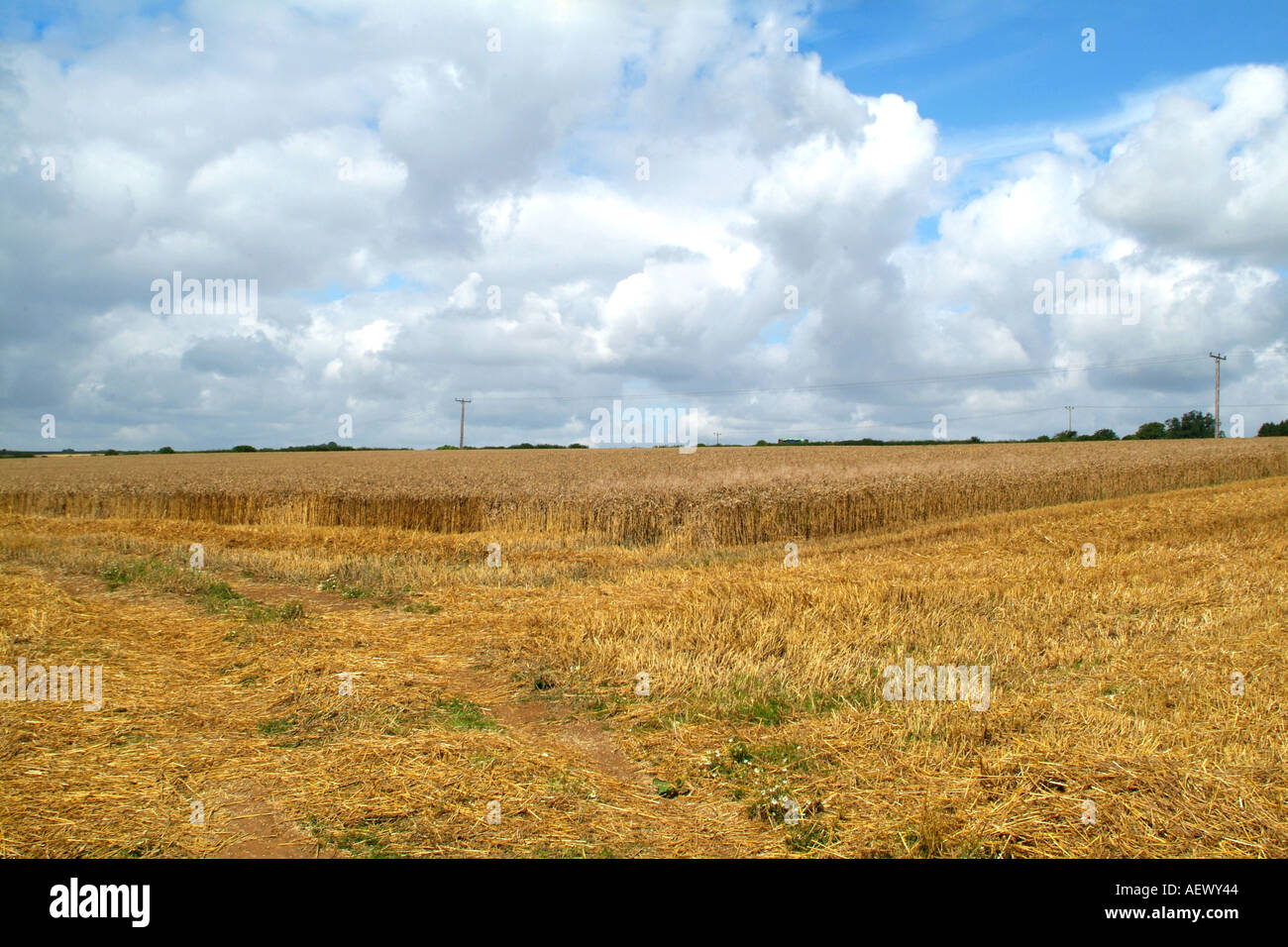 Golden Barley in a field ready for harvesting Stock Photo - Alamy