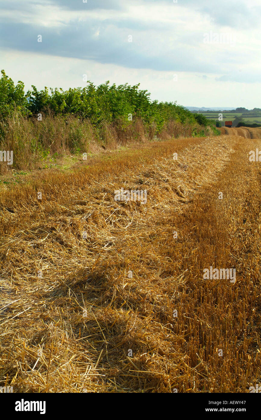 Golden Barley in a field ready for harvesting Stock Photo - Alamy