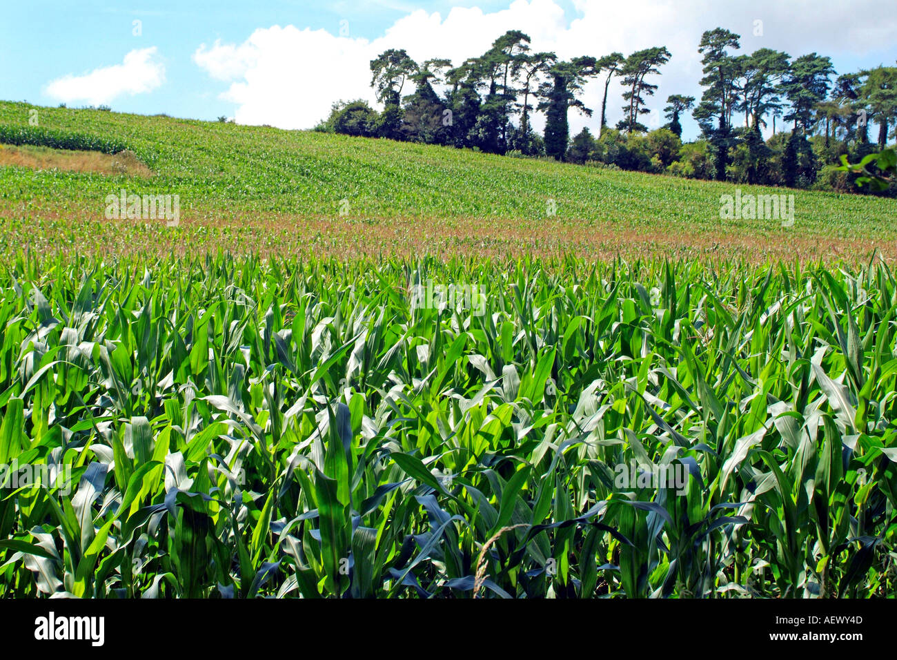 Corn field early ready for harvesting Stock Photo - Alamy