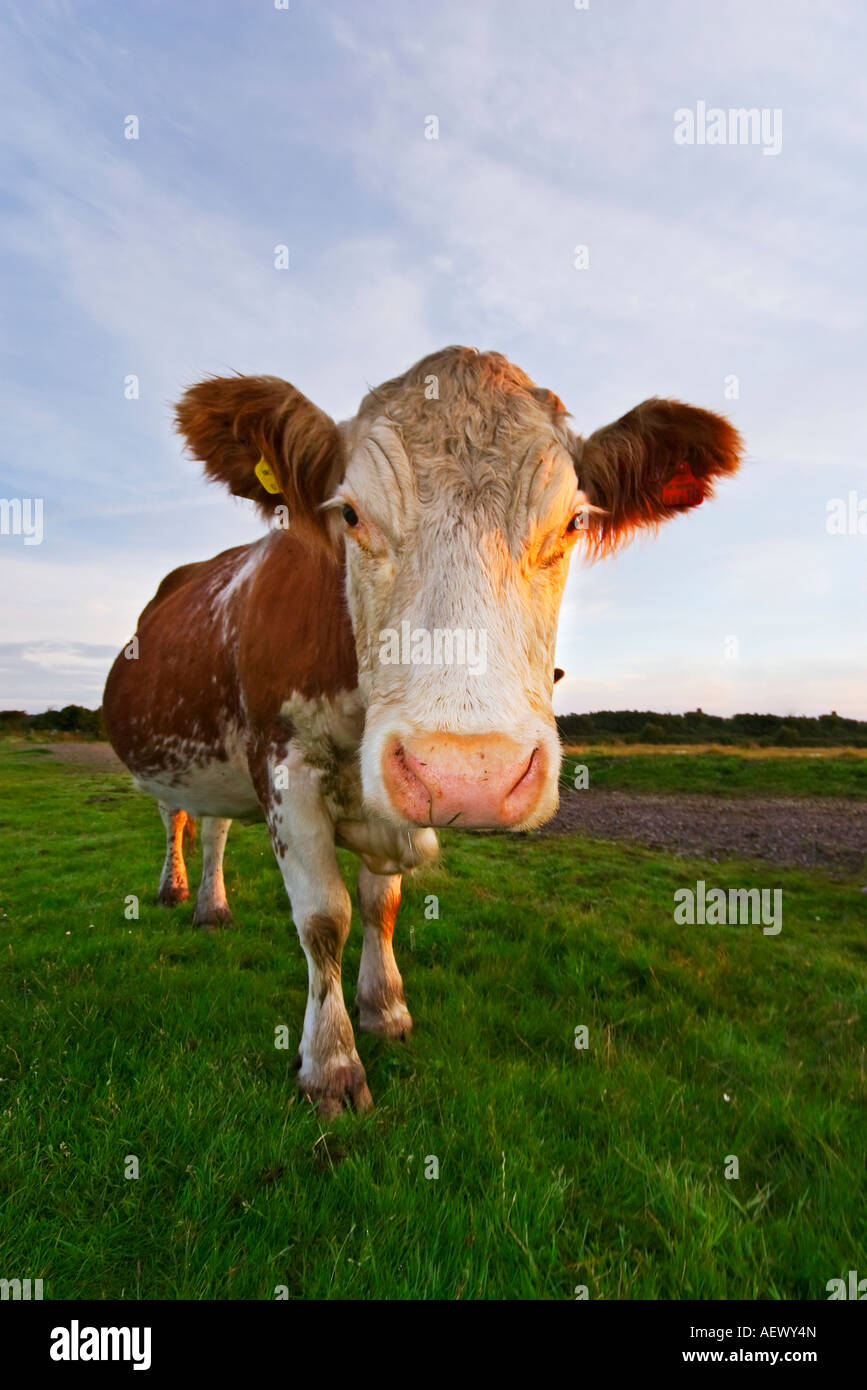 Cow facing the camera Stock Photo - Alamy