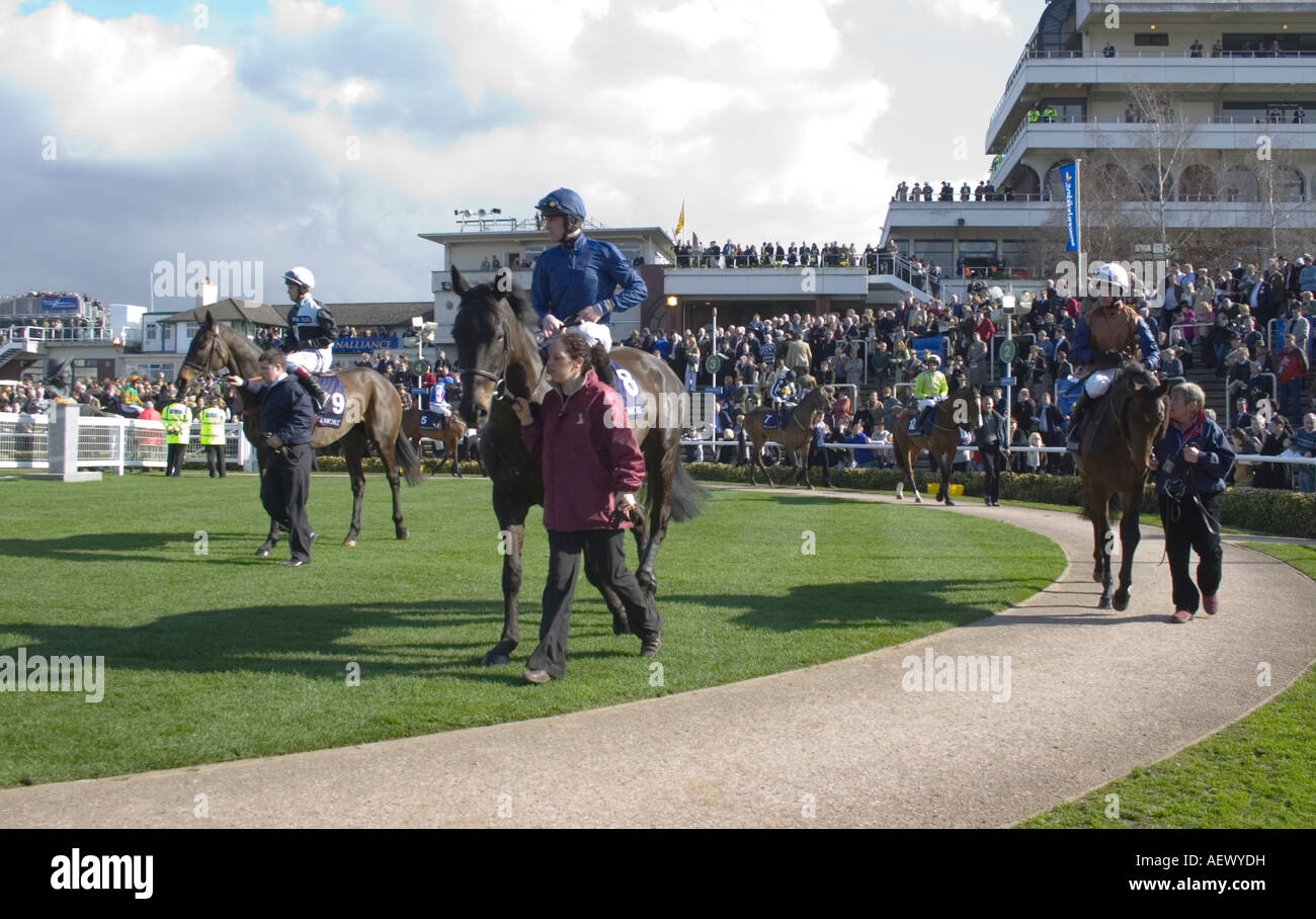 Cheltenham parade ring hi-res stock photography and images - Alamy