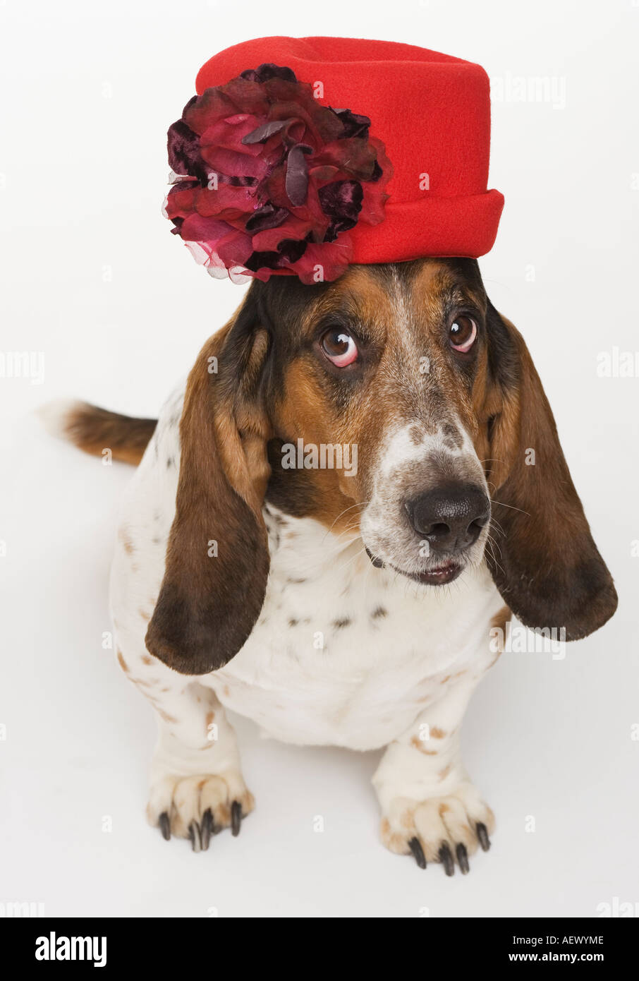 Dogs wearing hats hi-res stock photography and images - Alamy