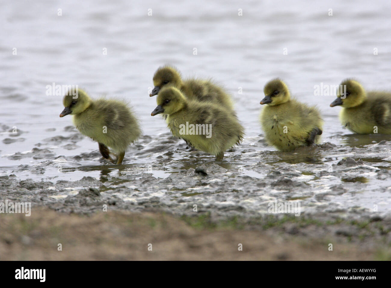 Greylag Goose Anser anser goslings @ Cley Marsh North Norfolk England ...